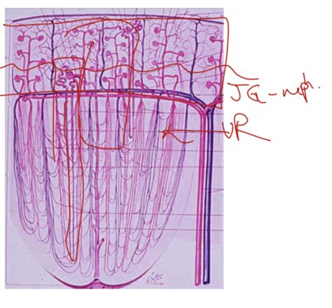 Glomerular Filtration 4 23 Flashcards Quizlet