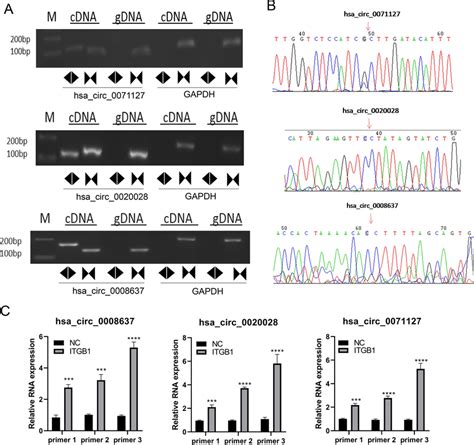 The Validation Results Of Circrna Expression A Three Circrnas Were