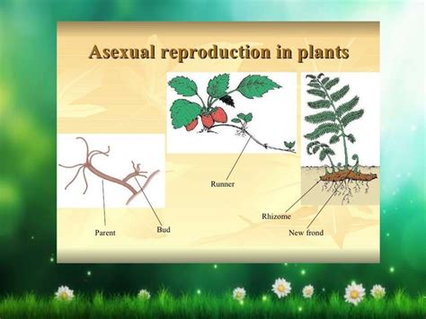 Asexual Reproduction In Plants Ppt