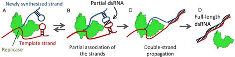 Schematic Model Of Dsrna Formation During Replication A Both A