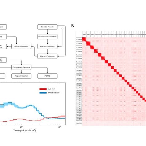 A Summary Flow Chart Of Software Used For The Genome Assembly And