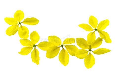 Flowers Of Cassia Fistula Or Golden Shower National Tree Of Thailand