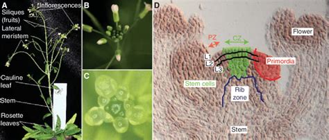 The Shoot Apical Meristem Of Arabidopsis Thaliana A Aerial Part Of A