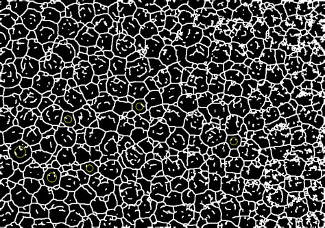 opencv setting blob detection parameters in python