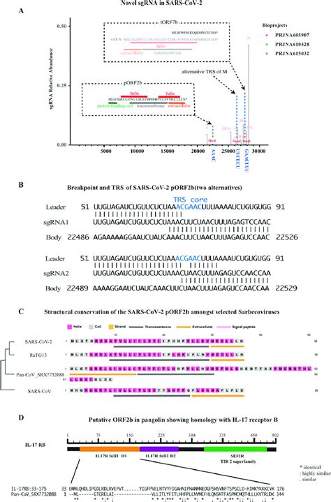 Novel Subgenomic Rnas Sgrnas And Prediction Of Orf Function For