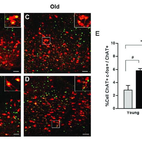 Expression Of C Fos In Cholinergic Neurons Of Young And Old Mice