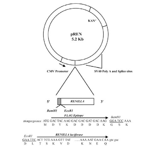 Structure Of The Pren Mammalian Expression Vector Features Indicated