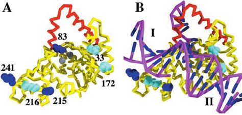 A The Structure Pdb Id Code 1exn Determined For T5 5 Ј Nuclease