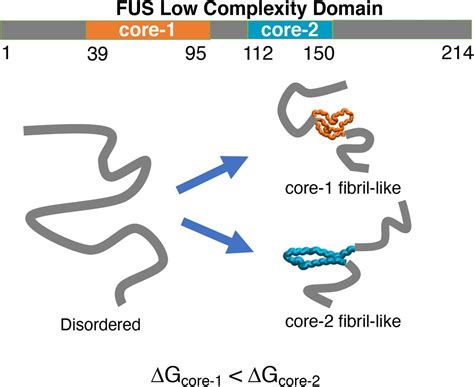 Sequence Determines The Switch In The Fibril Forming Regions In The Low