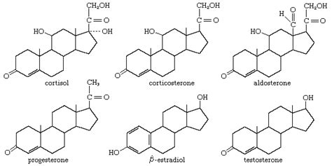 steroid definition structure and types britannica