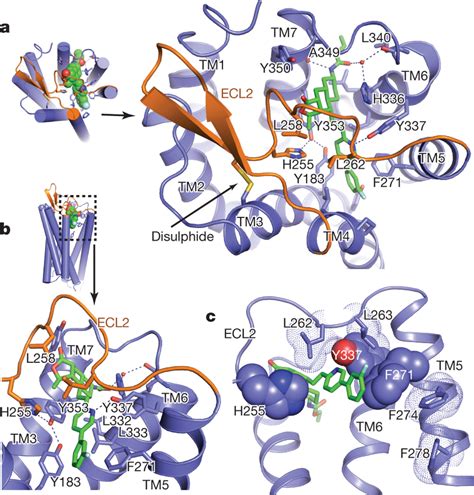 Binding Interactions Of Vorapaxar With Human Par1 A B Ligand Binding