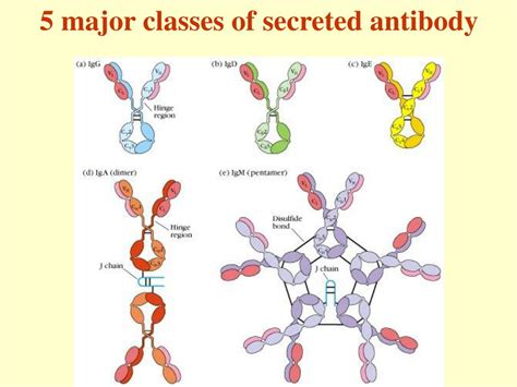 Ppt Chapter 4 Immunoglobulins Structure And Function Powerpoint