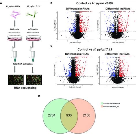 Overview Of The Rna Sequencing Results In Gastric Epithelial Cells