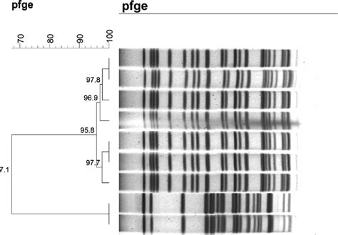 Dendrogram Of Pfge Patterns Of Chromosomal Dna Restriction Fragments