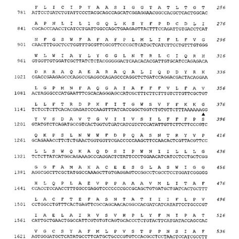 Nucleotide Below And Deduced Amino Acid Sequence Above A And