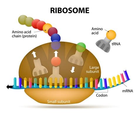 Dna Translation