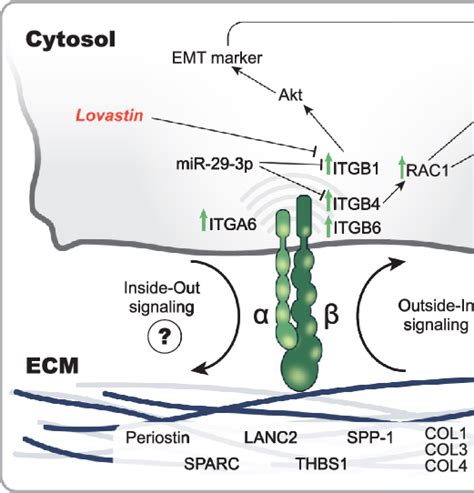 Extracellular Matrix Sensing By Integrin Signaling Affects Actin