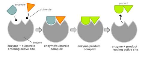 The Diagram Below Shows One Theory Of Enzyme Action Describe And
