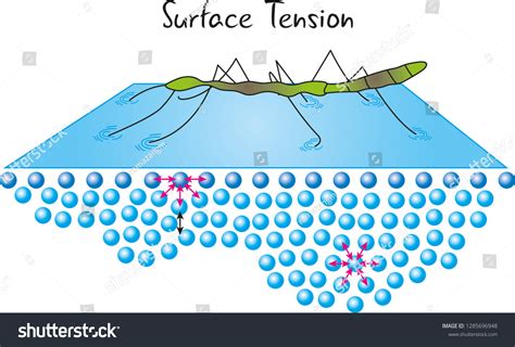 Surface Tension Explanation Vector Illustration Diagram 55 Off