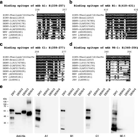 Alignment Of The Binding Epitopes Of Mabs A1 A B1 B C1 C And