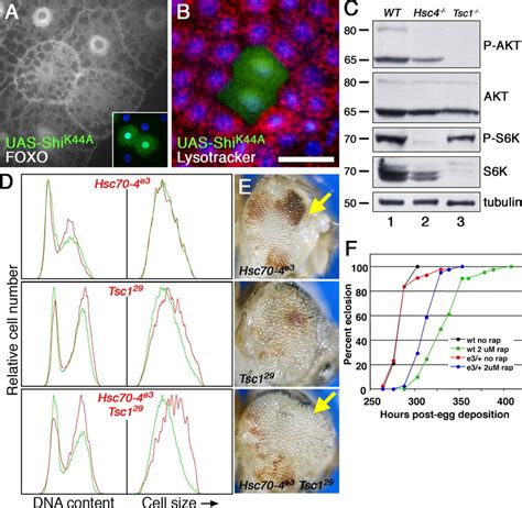 Endocytosis Regulates Growth Signaling A And B Inhibition Of Shibire
