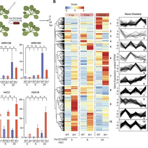 Dynamic Transcriptome Of 3h1 During Pathogen Infection A Schematic