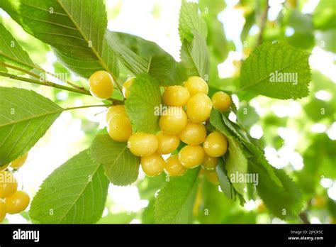 Fresh Yellow Cherry Fruit Branch Fresh Natural Healthy Yellow Rainier