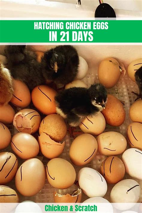 Hatching Chicken Eggs In 21 Days With And Without Incubator