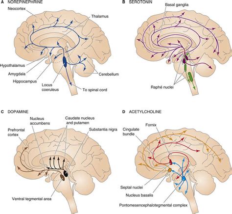Neuronal Synapses Synaptic Transmission In The Nervous System The