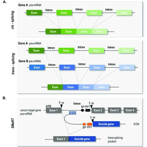 Schematic Representation Of Cis Versus Trans Splicing Reactions And