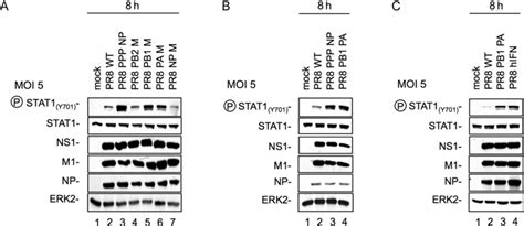 The Type I Interferon Ifn Induction Is Strongly Dependent On Pb1 And