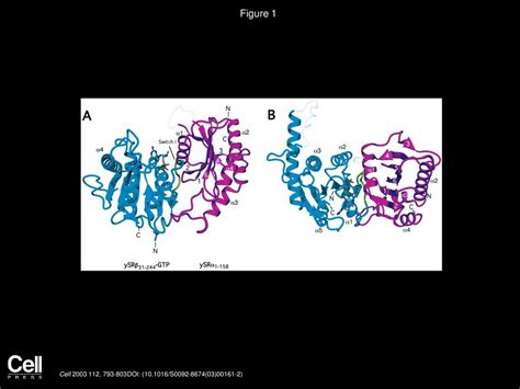 Structural Basis For The Function Of The β Subunit Of The Eukaryotic