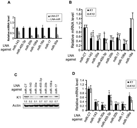 A Lna Mediated Mirna Silencing In Hacat Cells Relative Mirna