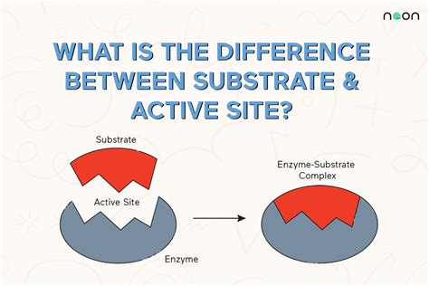The Difference Between Substrate And Active Site Noon Academy