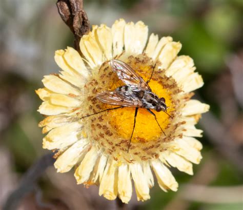Pollinator Networks In Nature Environomics Future Science Platform