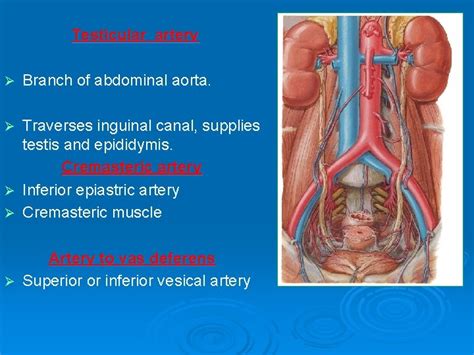 Good Morning Testis Epididymis And Spermatic Cord Dr