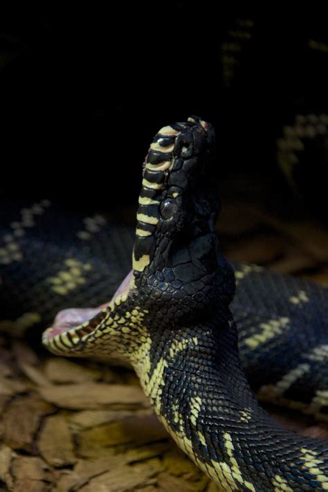 boelen s python with its mouth wide open nick dale