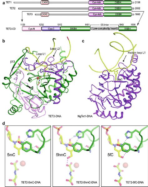 Structures Of Tet Enzymes In Complex With Dna Substrates A