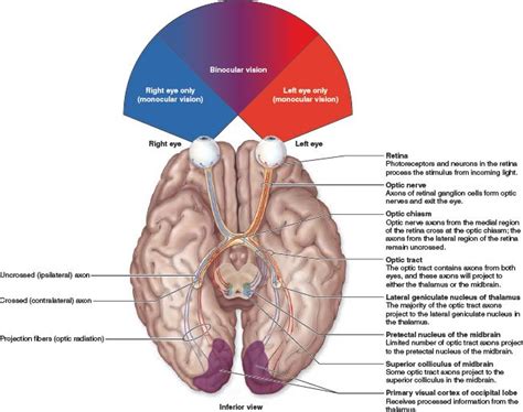Visual Pathways Each Optic Nerve Conducts Visual Stimuli Information