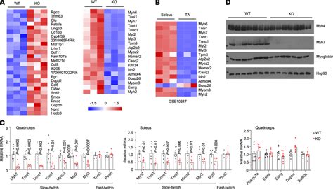Regulation Of Skeletal Muscle Transcriptome By Tsk A Rna Seq