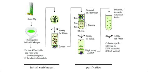 Dna Extraction Flow Chart