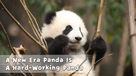 a new era panda is a hard working panda ipanda youtube