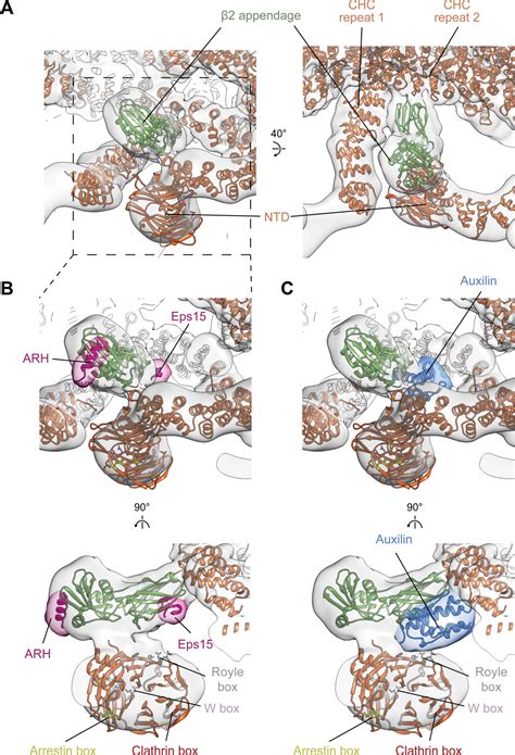 Architecture Of The Ap2 Clathrin Coat On The Membranes Of Clathrin