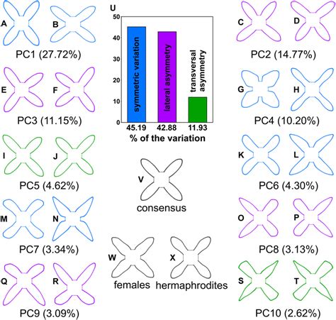 A Scheme Showing The Configurations Of Euonymus Europaeus Corolla