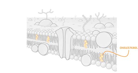 Structure Of The Cell Membrane Revision Notes A Level Biology Aqa