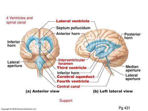 Ppt The Neural Plate Forms From Surface Ectoderm Powerpoint