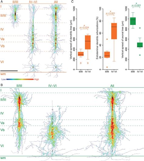 Somatodendritic And Axonal Morphology Of Vip Neurons From Layer Ii Iii