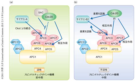 Apc Cは前中期と中期とでは異なるサブユニットを介してcdc20と相互作用することで分解する制御タンパク質を変えている ライフサイエンス