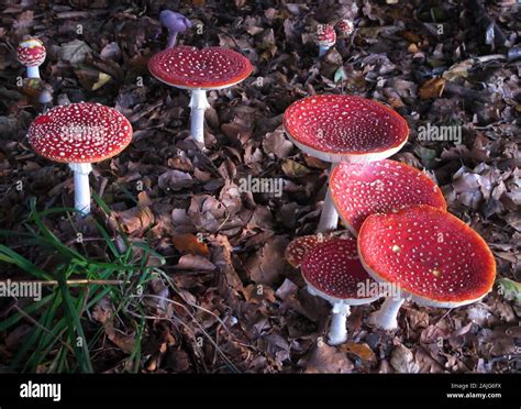 Group Of Fly Agaric Amanita Muscaria Beautiful Red Cap White Dotted