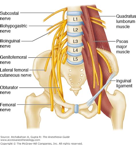 Chapter 141 Psoas Compartment Posterior Lumbar Plexus Block The